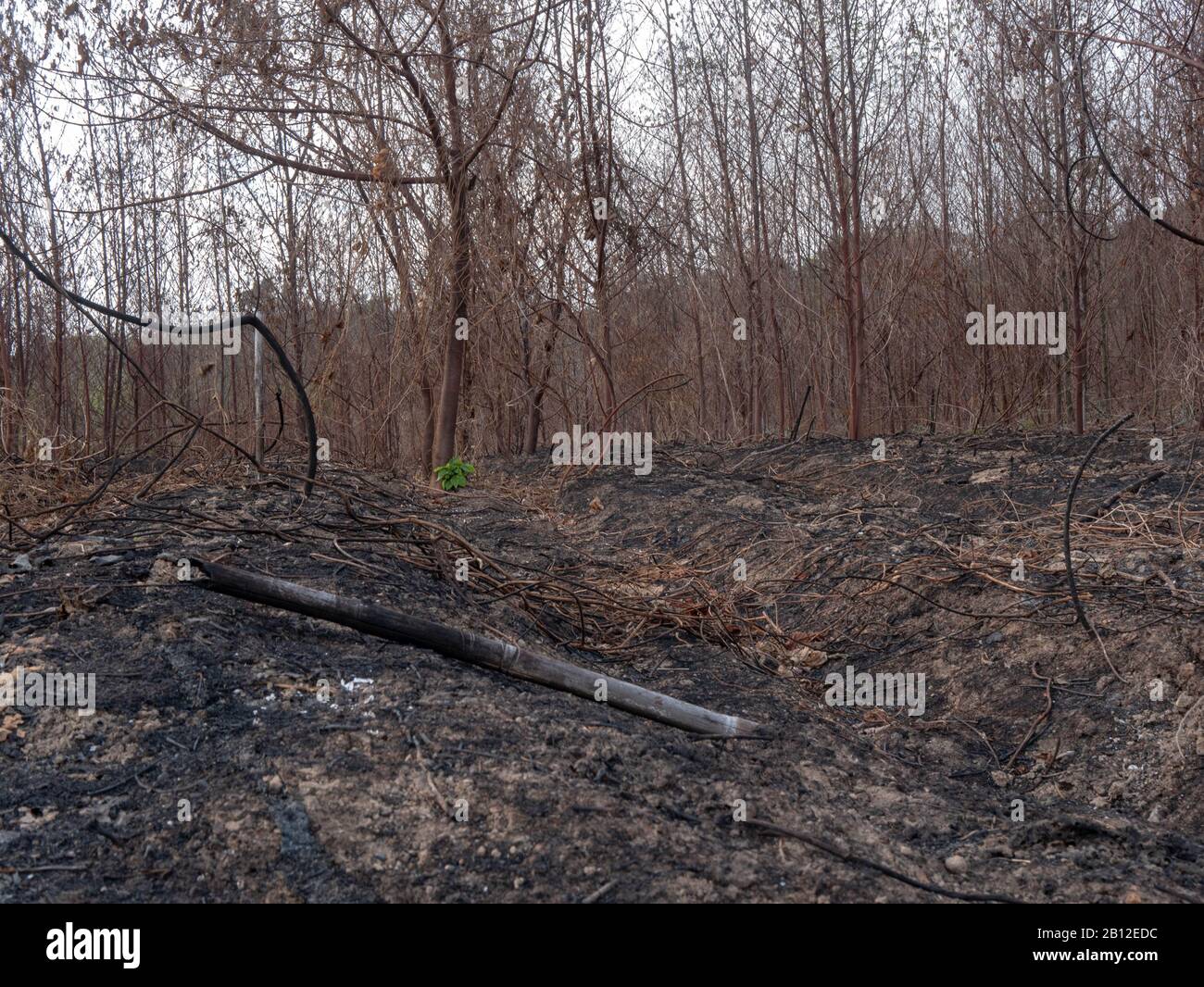 aftermath of the forest burning Stock Photo - Alamy
