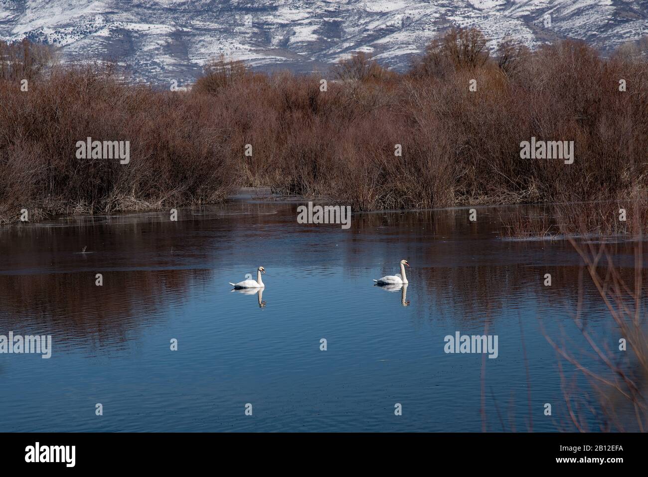 Mating pair of Mute Swans swimming in a river. These beautiful ...