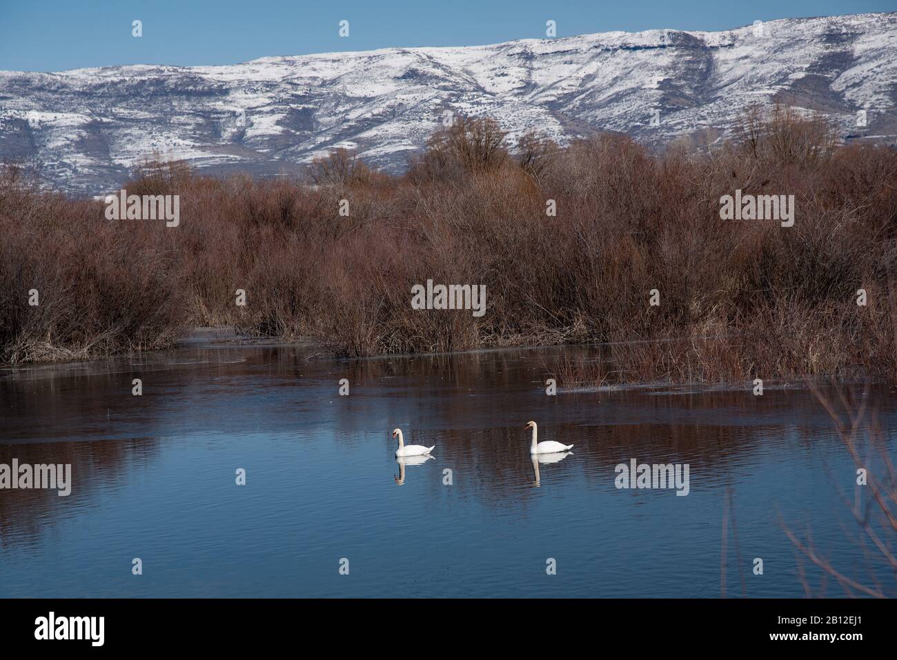 Mating pair of Mute Swans swimming in a river. These beautiful ...