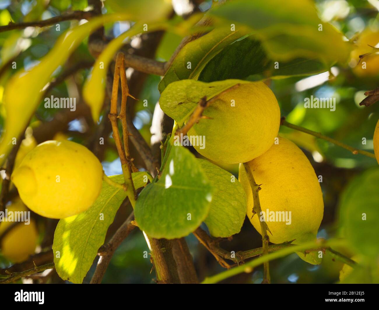 Lemons growing in the Real Alcazar garden in Sevilla, Spain Stock Photo ...