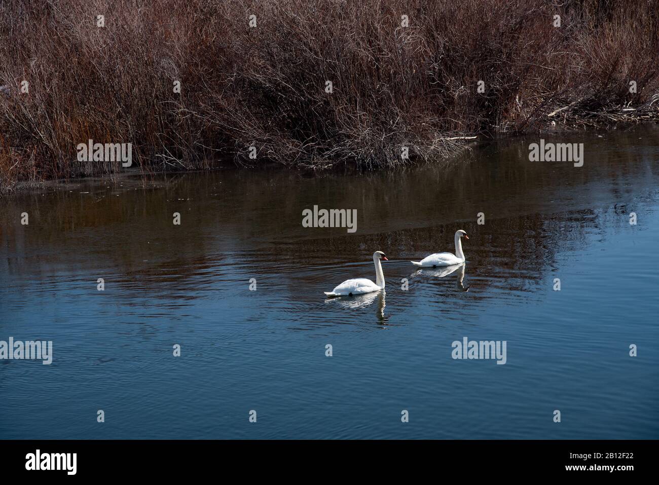 Mating pair of Mute Swans swimming in a river. These beautiful ...