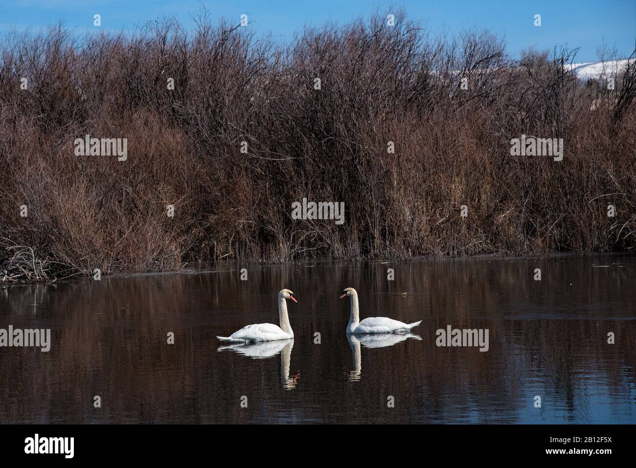 Mating pair of Mute Swans swimming in a river. These beautiful ...