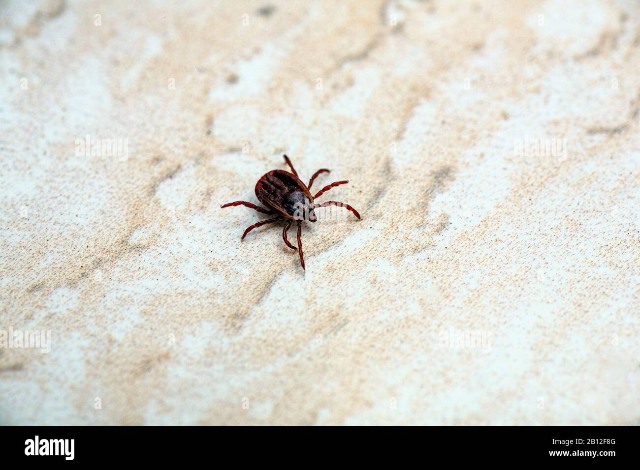 A true ixodid mite blood sucking parasite carrying the acarid disease ...