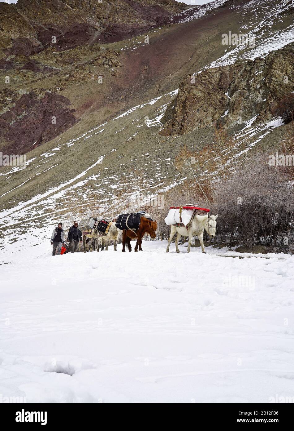 Local people transporting supplies to Rumbak village.. Hemis National ...