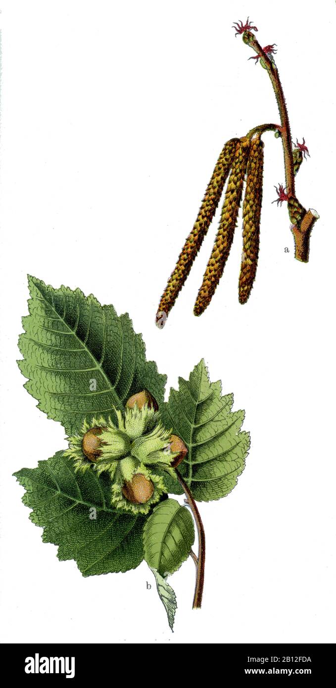 Hazel, Corylus avellana, Haselnuss, Noisetier ou Coudrier , (botany ...