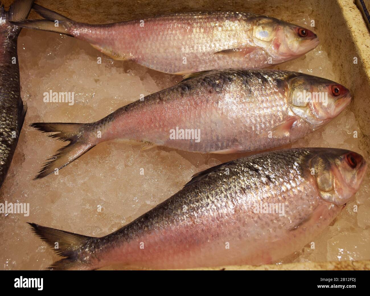 Fresh Hilsa Fish in an Indian fish market Stock Photo - Alamy