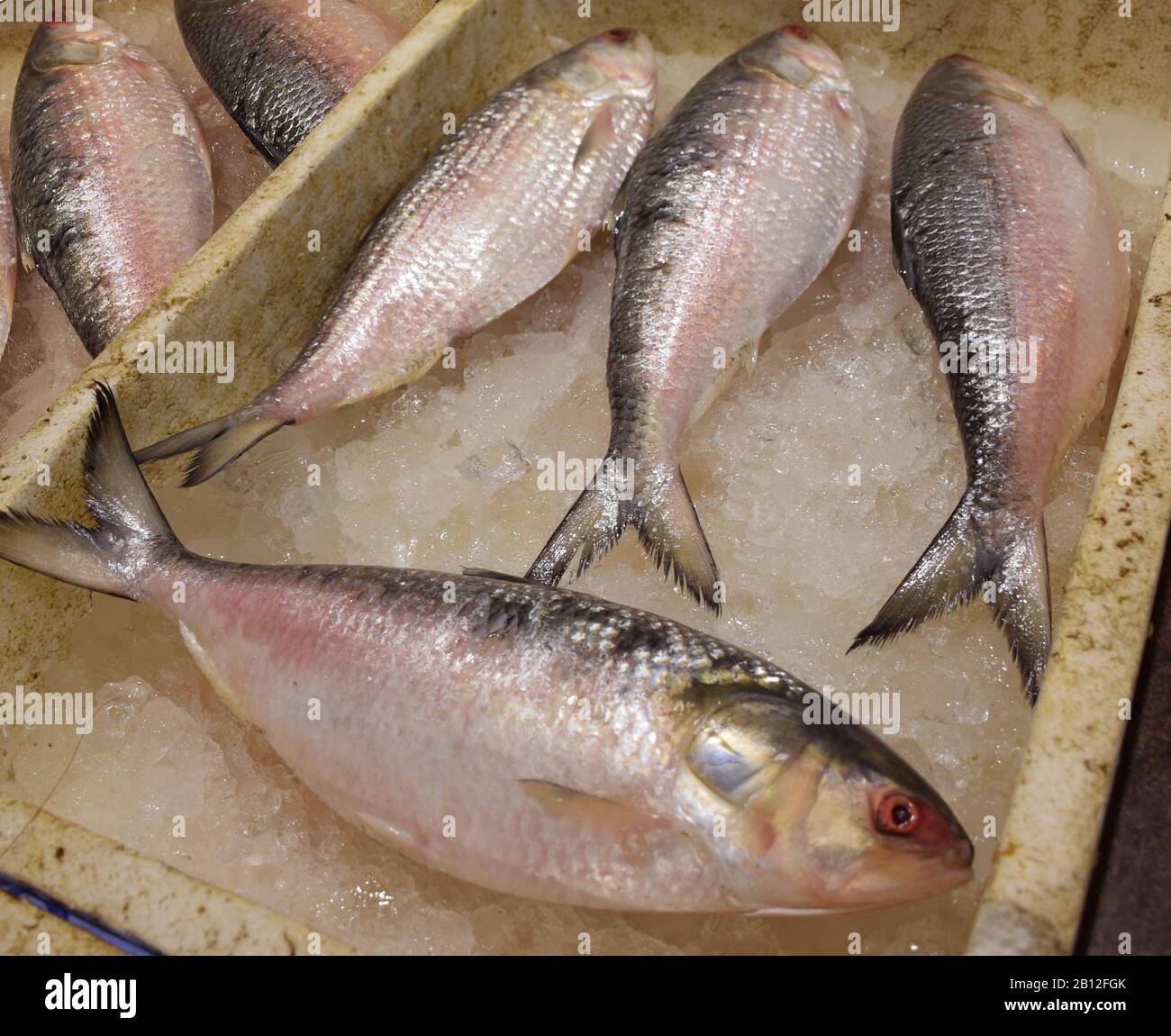 Hilsa fish hi-res stock photography and images - Alamy