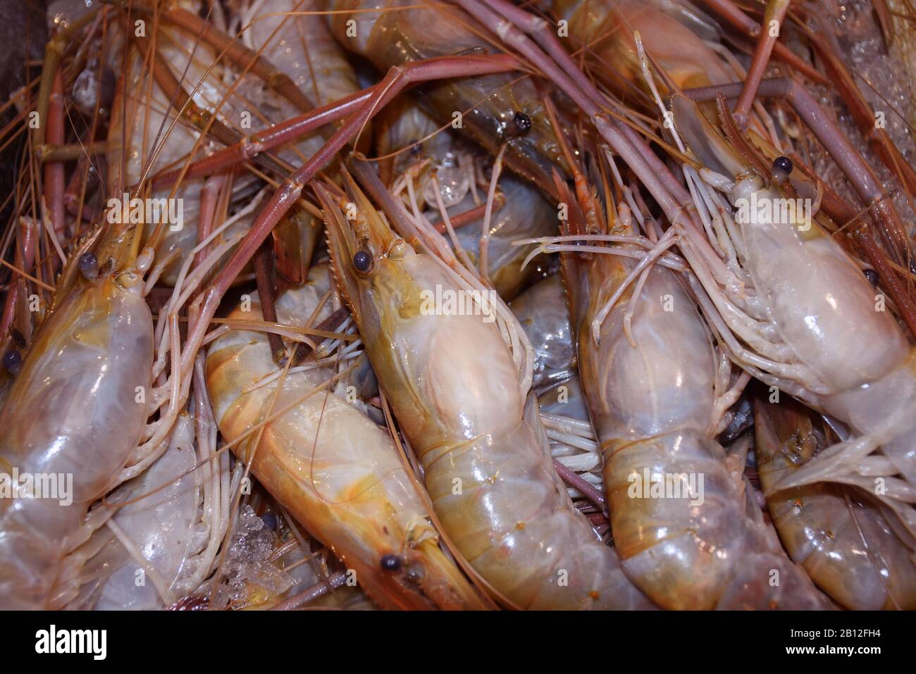 Close up of Fresh Prawns in a fish market. Prawns are also called as ...
