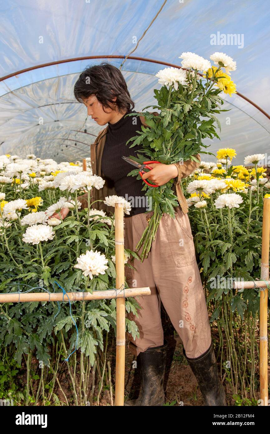 Portrait of Asian woman picking Chrysanthemum blooms, flowers, & crops ...