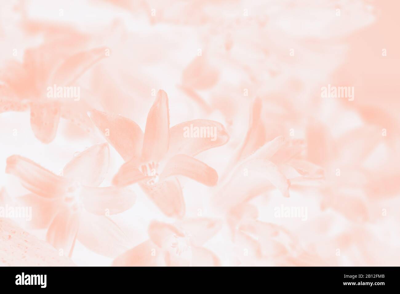 Pastel beige gradient abstract background with hyacinth flower pattern ...