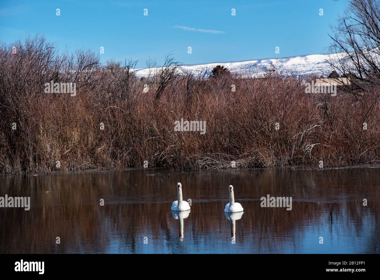 Mating pair of Mute Swans swimming in a river. These beautiful ...