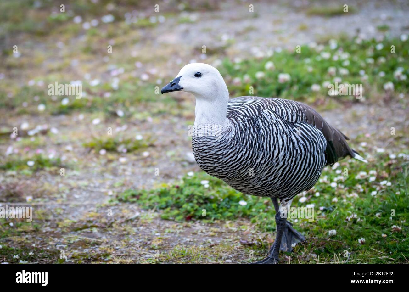 Upland gooses hi-res stock photography and images - Alamy