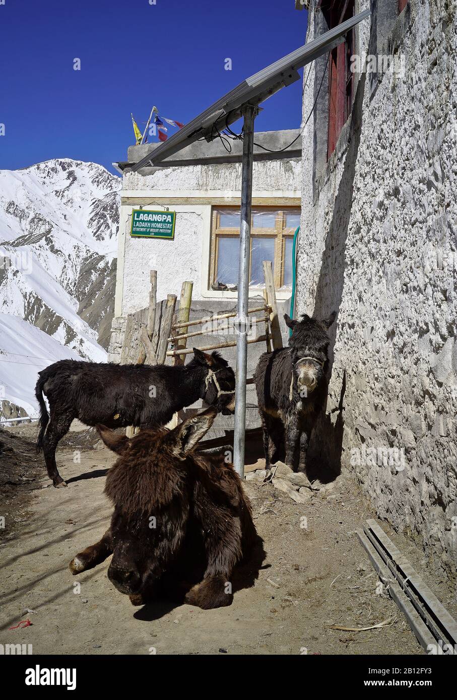Rumbak village. Hemis National Park. Himalayas. Ladakh, India Stock ...