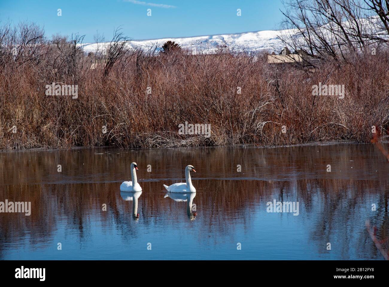 Mating pair of Mute Swans swimming in a river. These beautiful ...