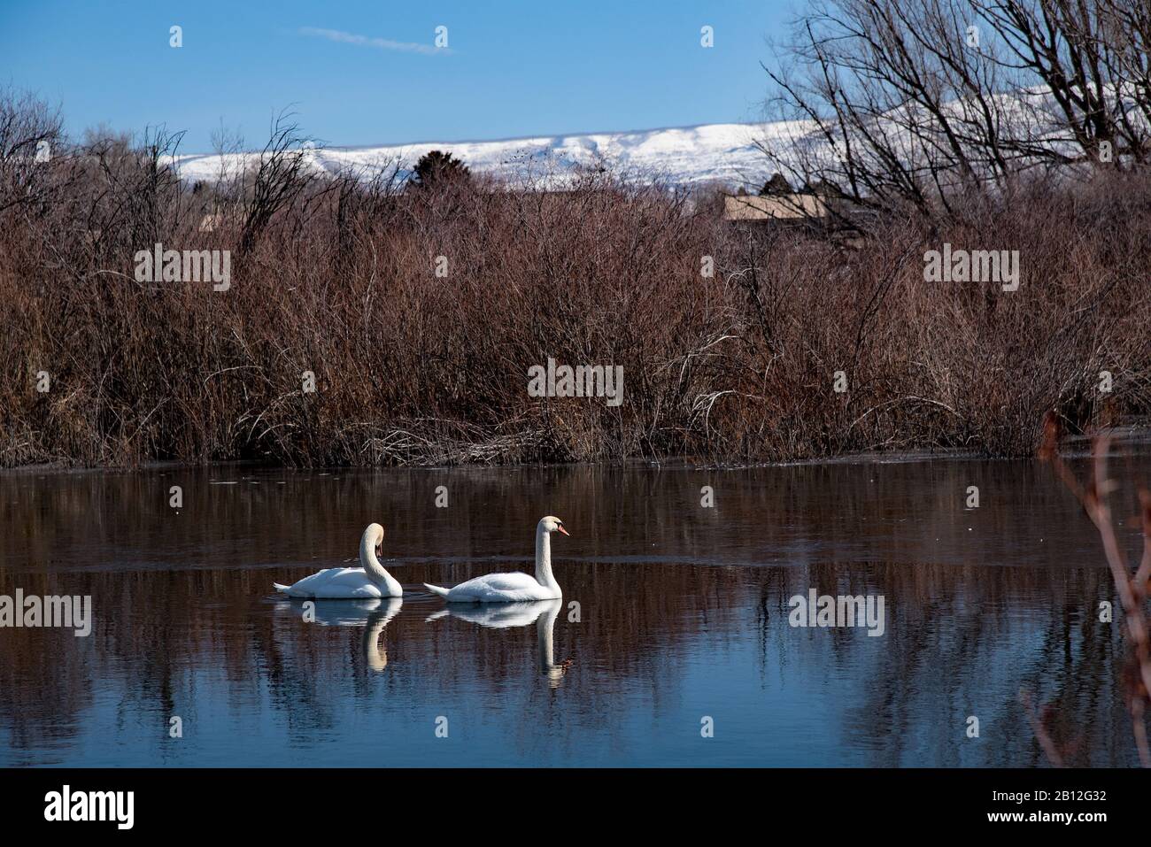 Mating pair of Mute Swans swimming in a river. These beautiful ...