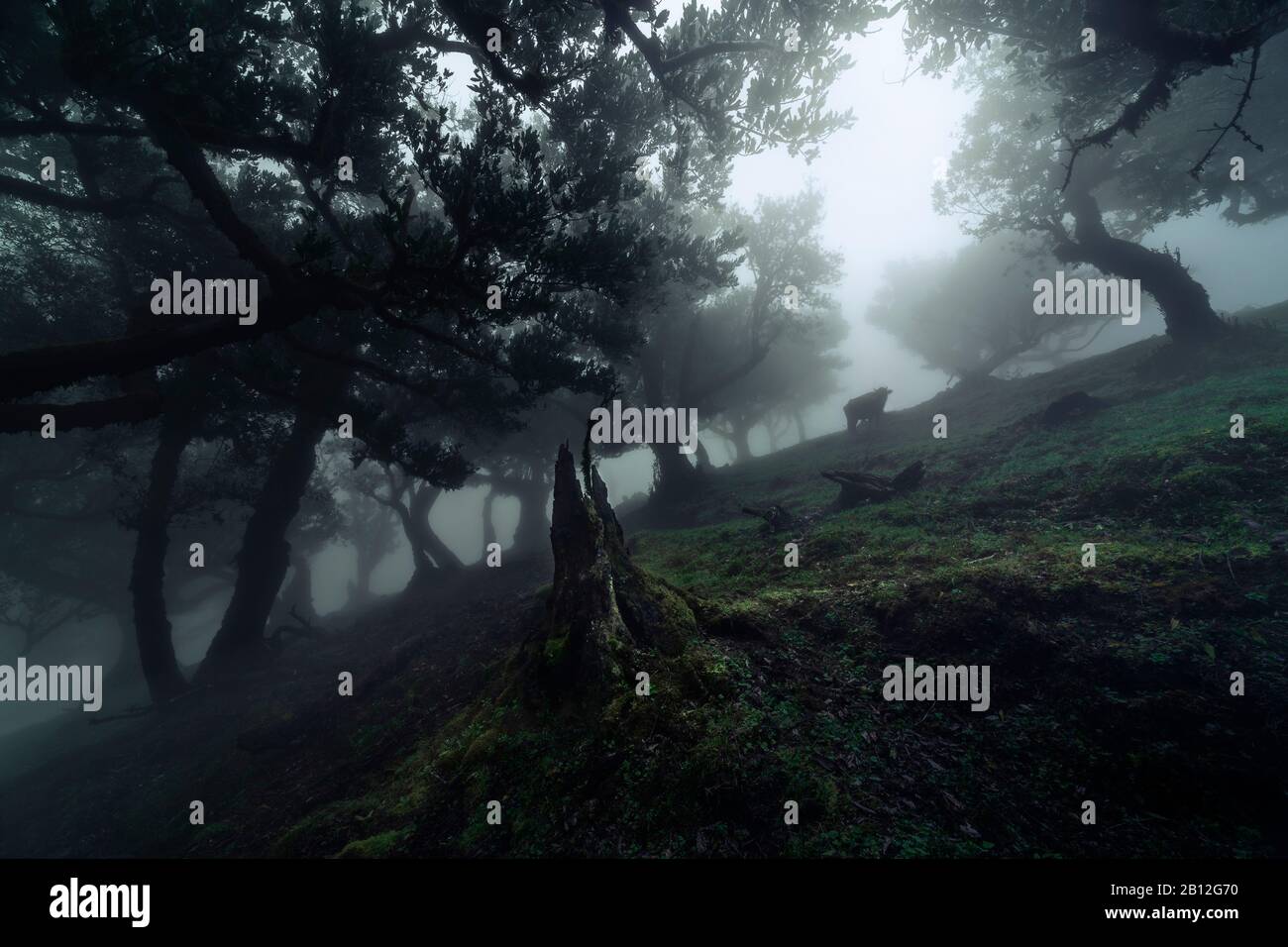 Lagoa do Fanal in the early morning, laurel forest towards Ribeira de ...