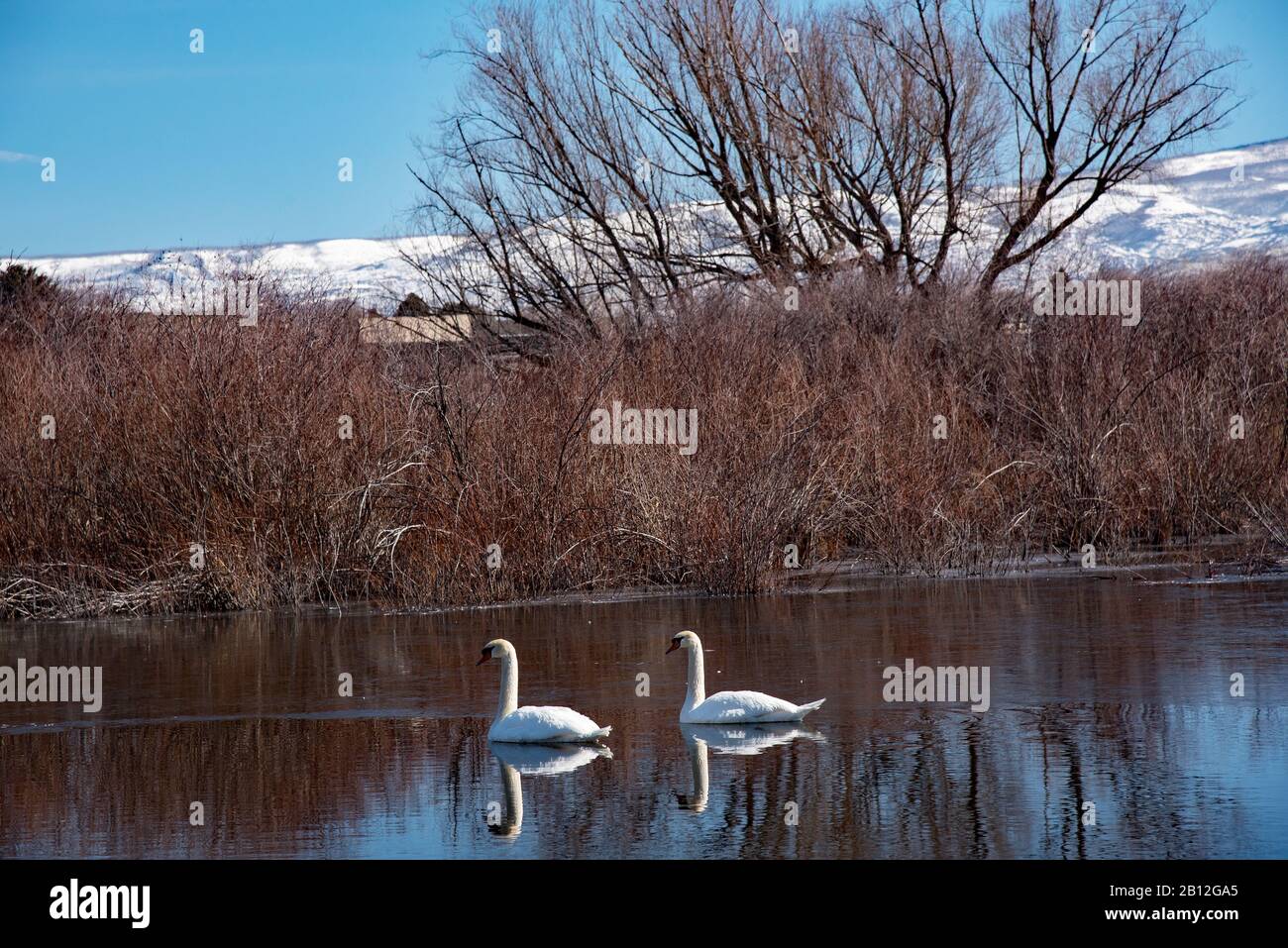 Mating pair of Mute Swans swimming in a river. These beautiful ...