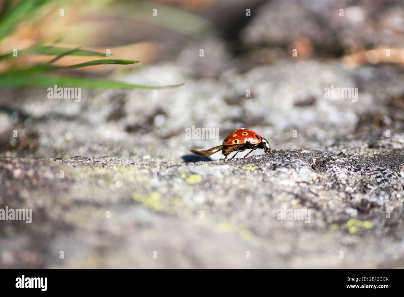 Ladybug walks on the cliff. Artistic image of a ladybug side profile ...