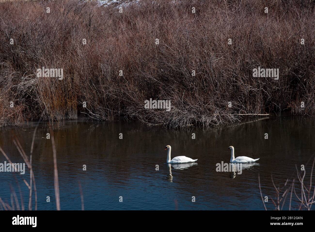 Mating pair of Mute Swans swimming in a river. These beautiful ...