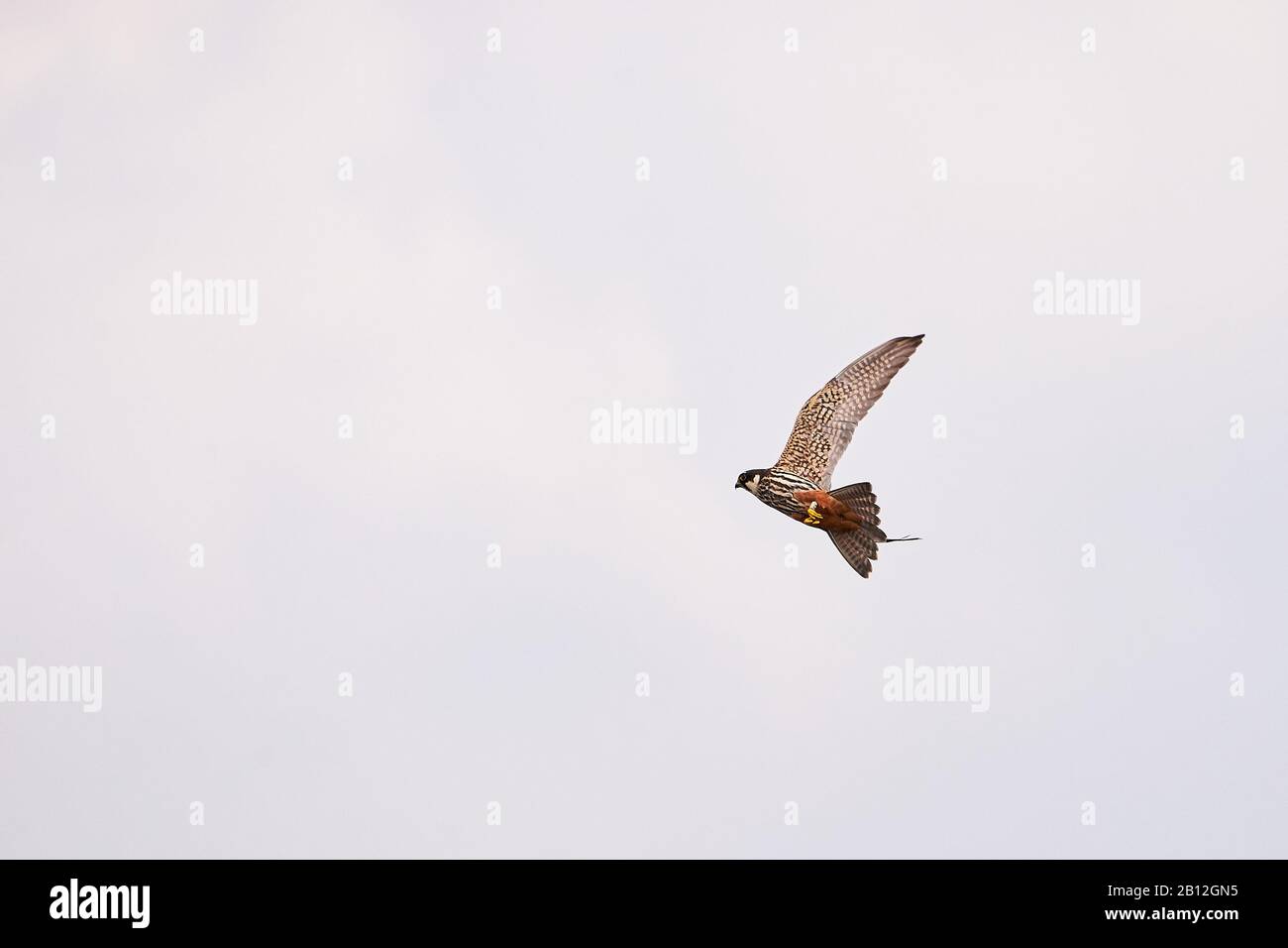 Eurasian Hobby in flight (Falco Subbuteo Stock Photo - Alamy
