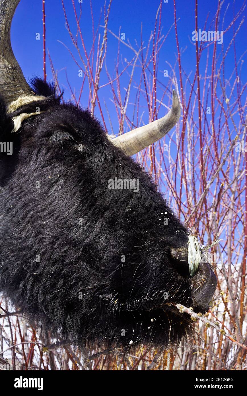 Domestic Yak eating(Bos mutus gruniens), Rumbak valley. Hemis National ...