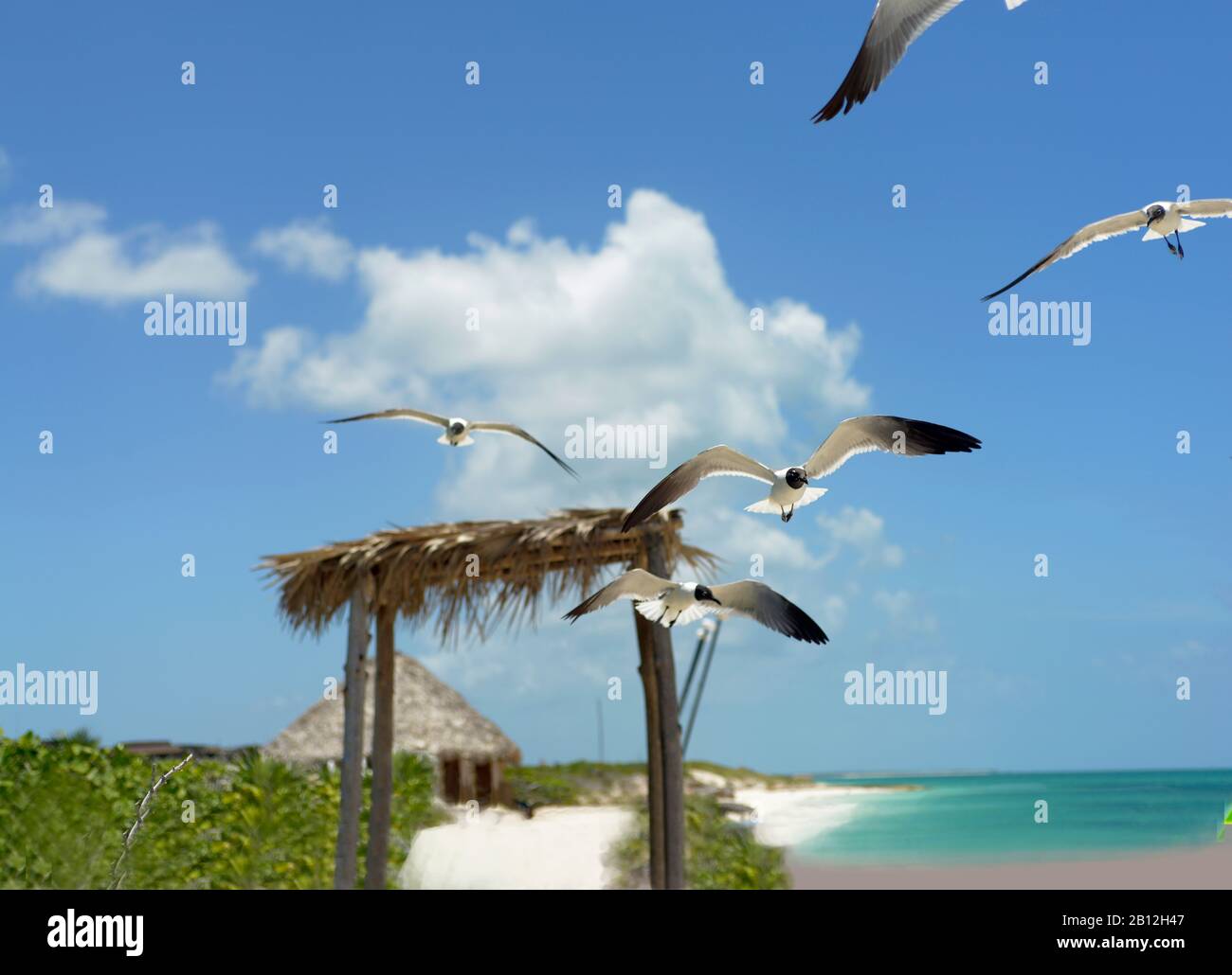 Punta cana birds hi-res stock photography and images - Alamy