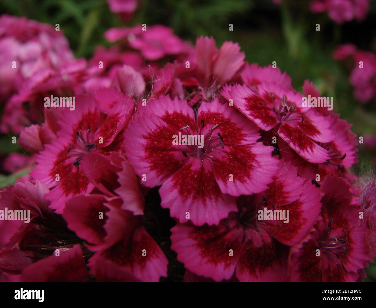 Gerbera flowers in many colors hi-res stock photography and images - Alamy