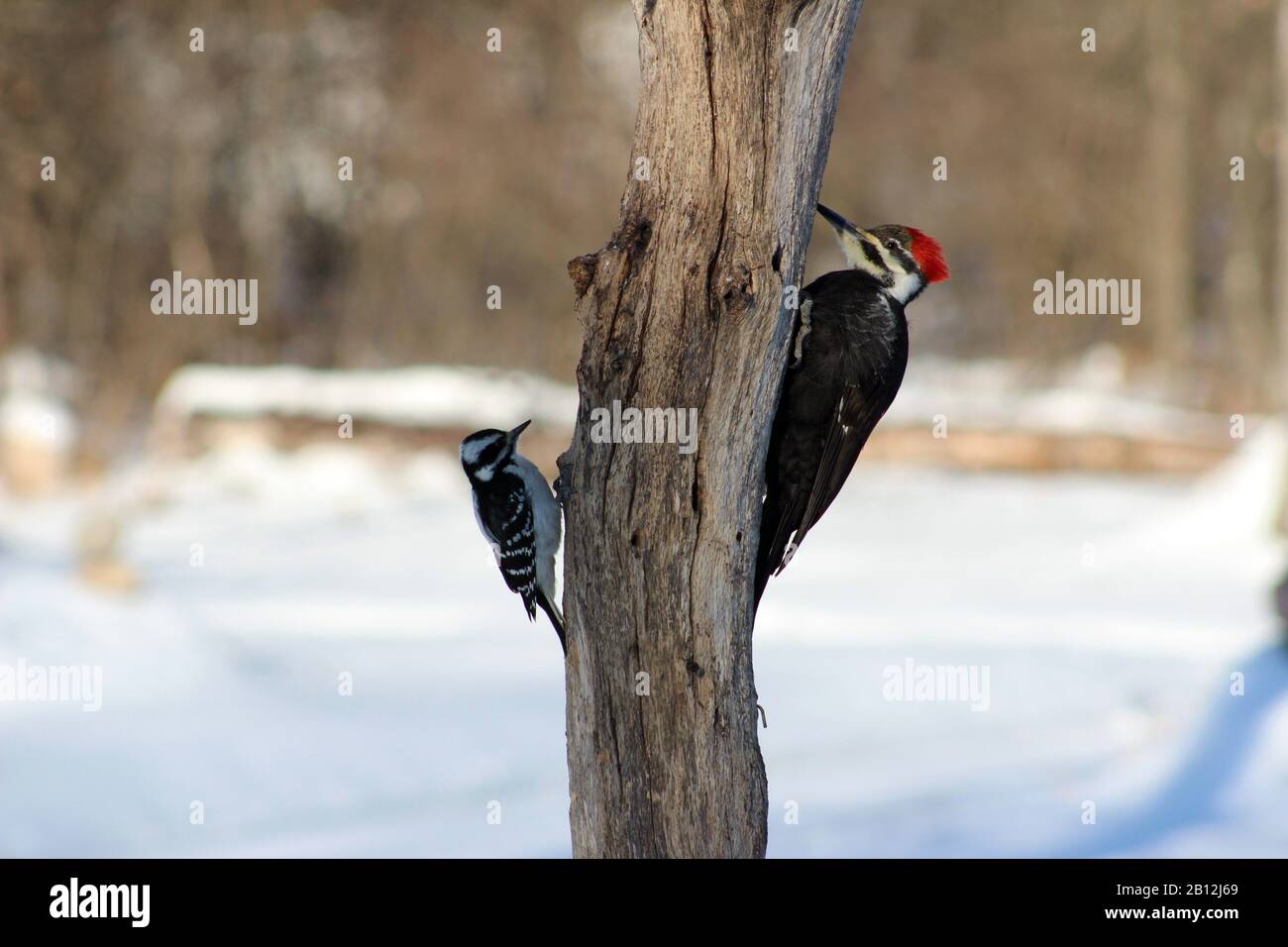 Large woodpeckers hi-res stock photography and images - Alamy