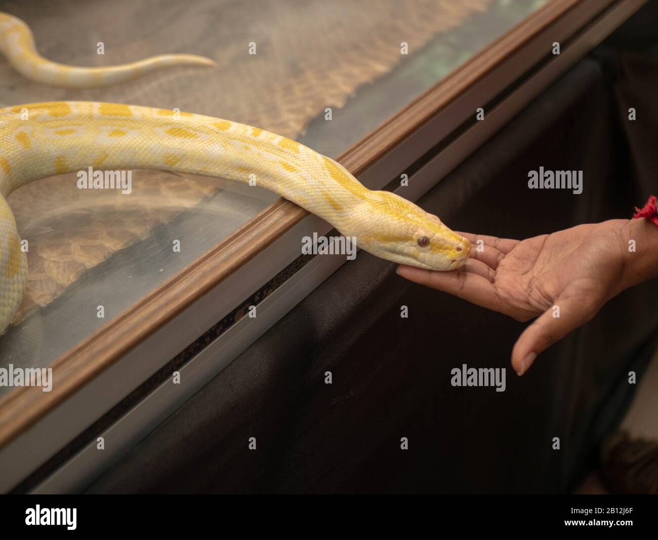 Person snake skin hi-res stock photography and images - Alamy