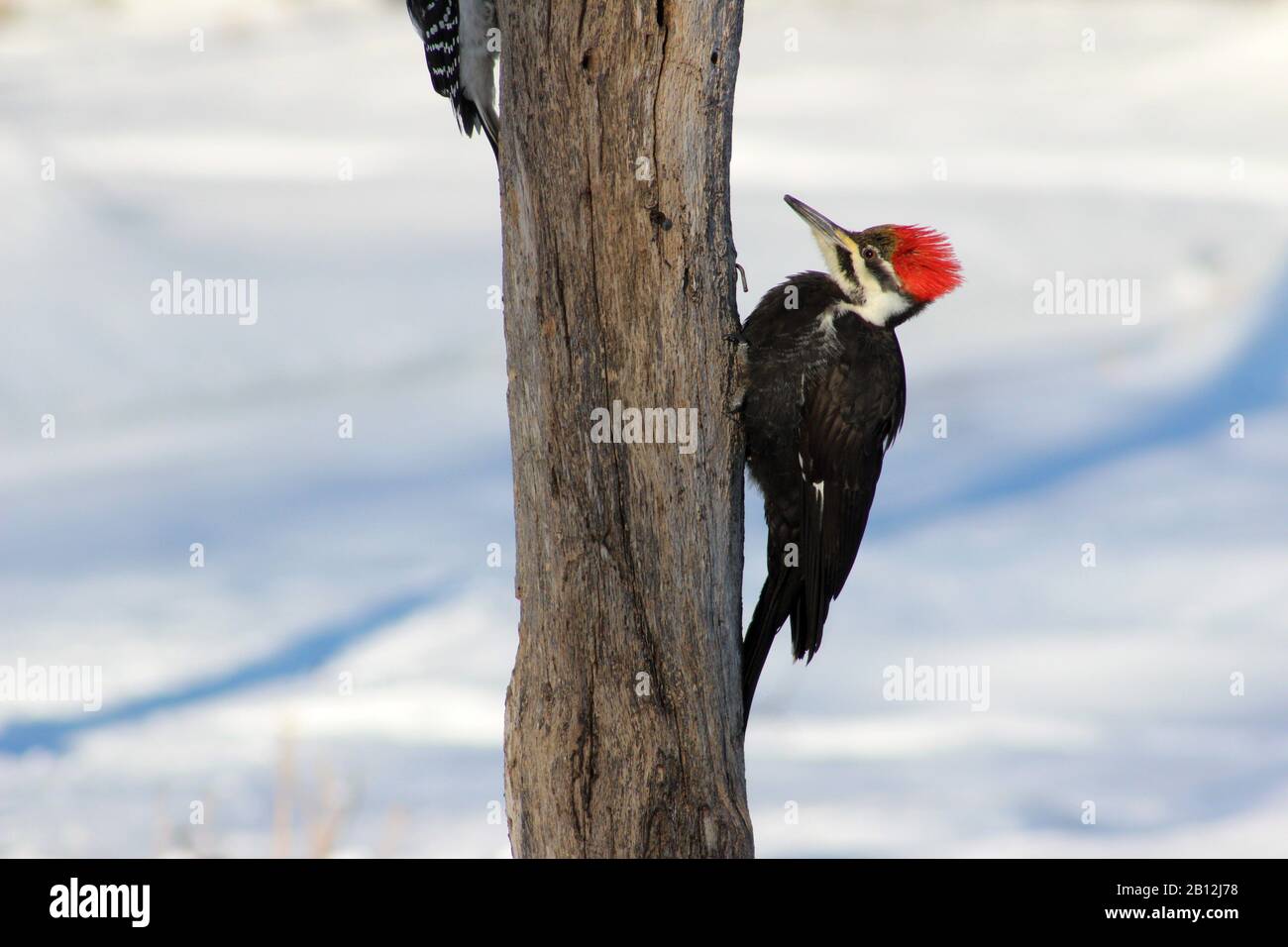 Large woodpeckers hi-res stock photography and images - Alamy