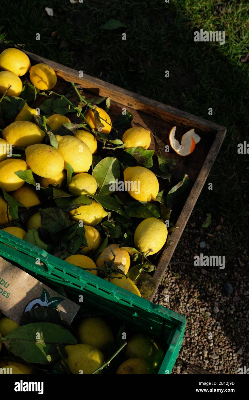 Crate of lemons at a french local farmer's market Stock Photo - Alamy