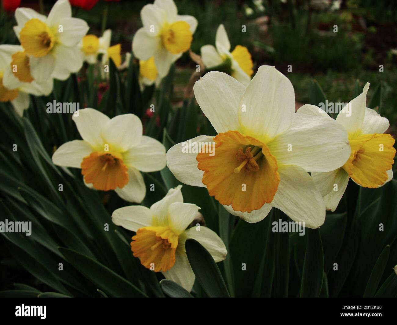 bright colors of summer flowers in the garden Stock Photo - Alamy