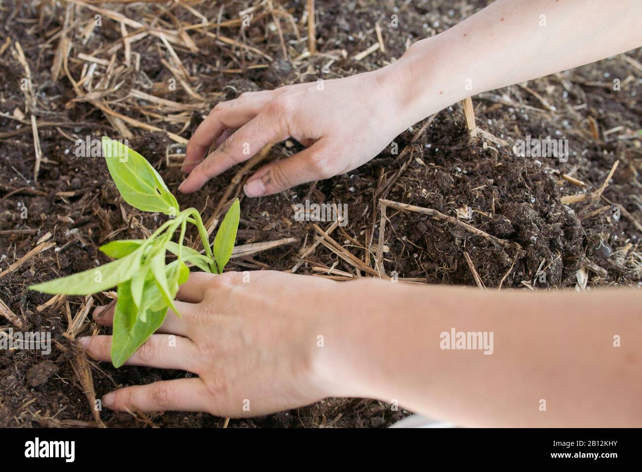 two hands holding and caring a young green plant / planting tree ...