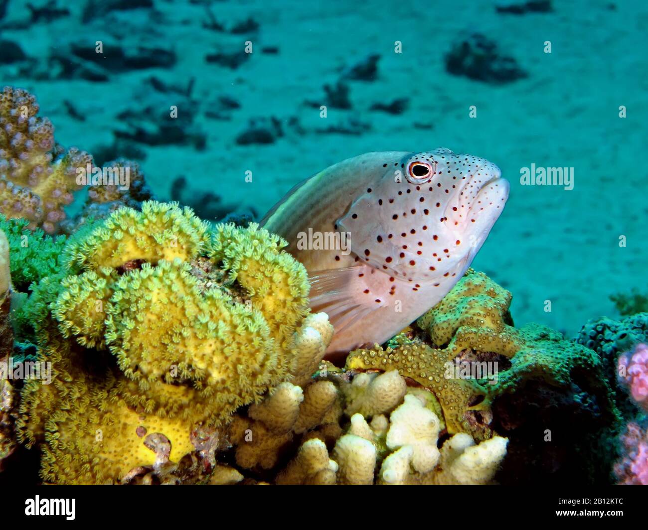 Freckled Hawkfish (Paracirrhites forsteri). Taken in Red Sea,Egypt ...
