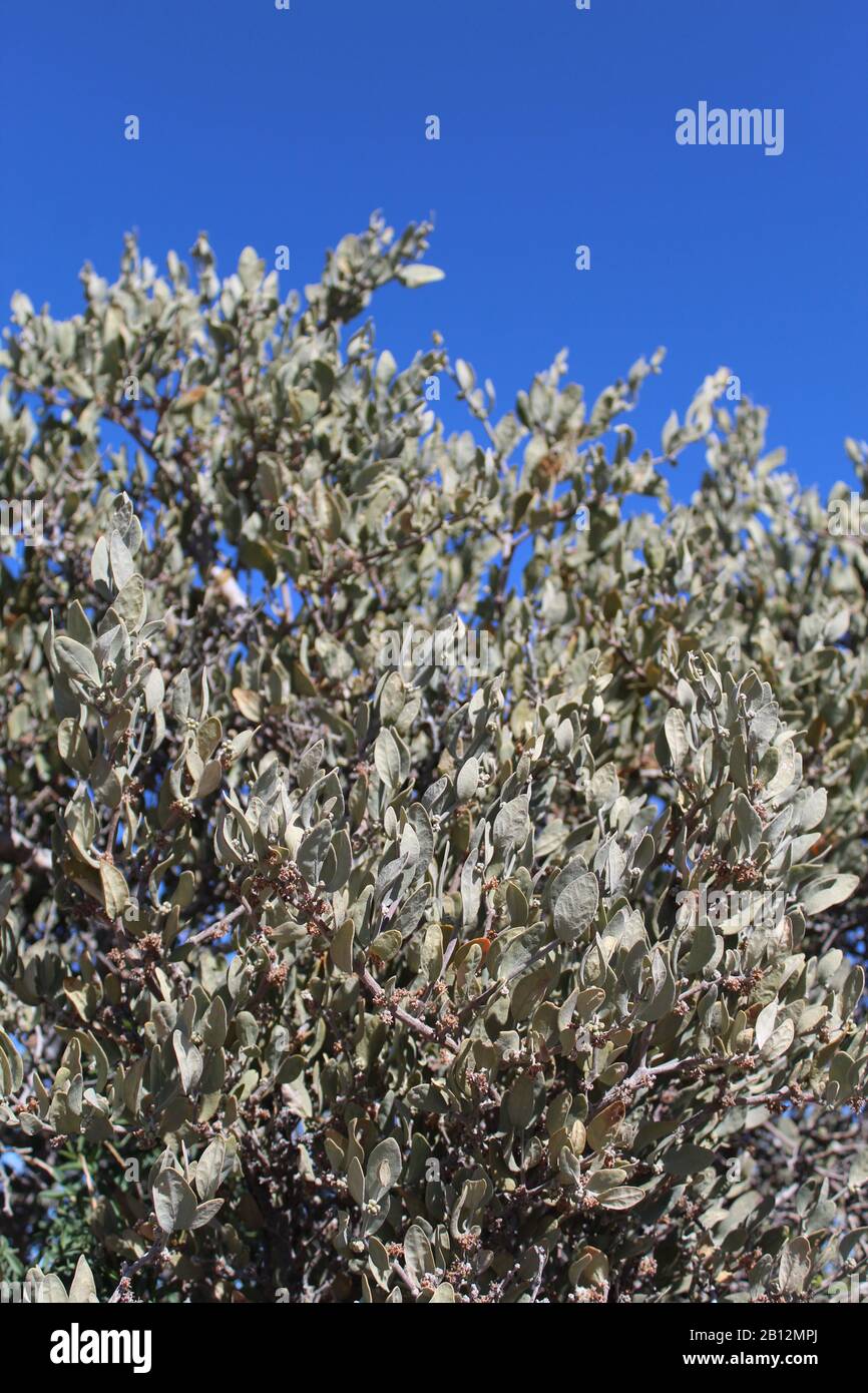 Simmondsiaceae is a Botanical Family of flowering plants with a single ...