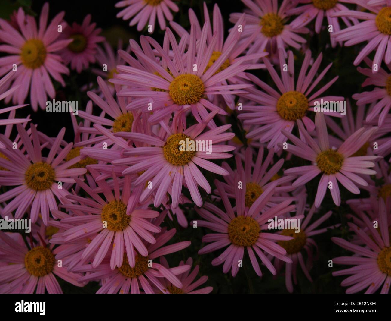 bright colors of summer flowers in the garden Stock Photo - Alamy