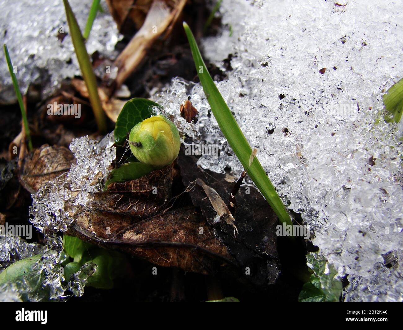 early spring, sprouts from under the snow Stock Photo - Alamy