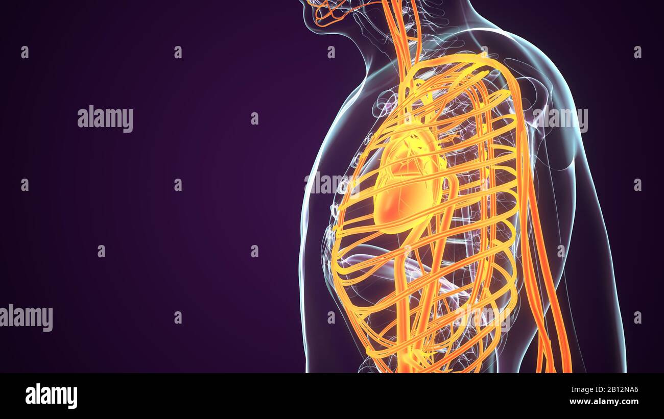 3d render of human digestive system Stock Photo - Alamy