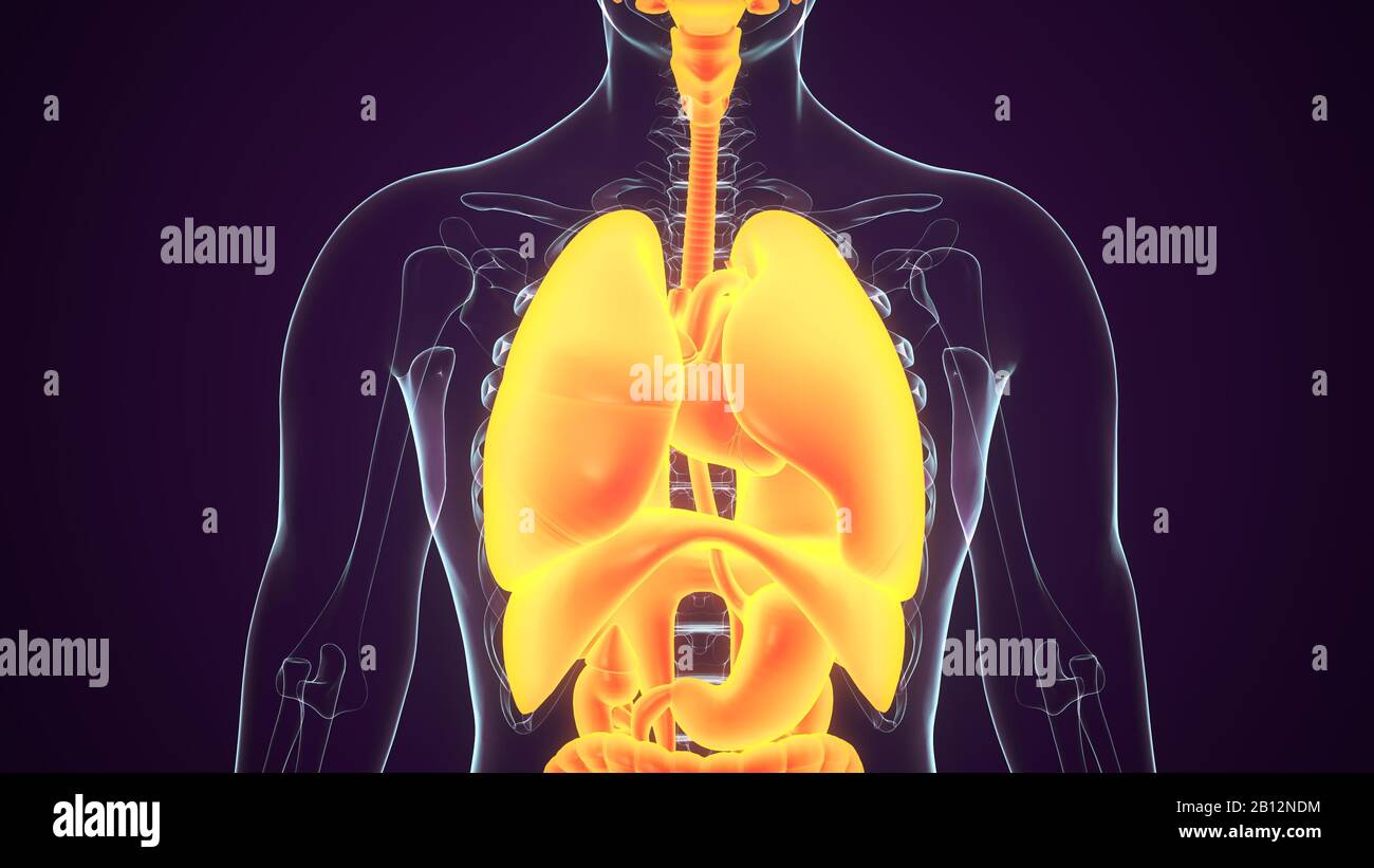 3d render of human digestive system Stock Photo - Alamy