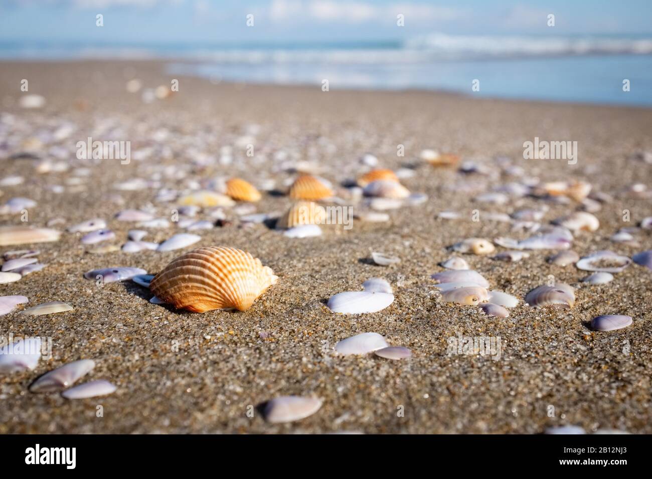 Shells adriatic sea hi-res stock photography and images - Alamy