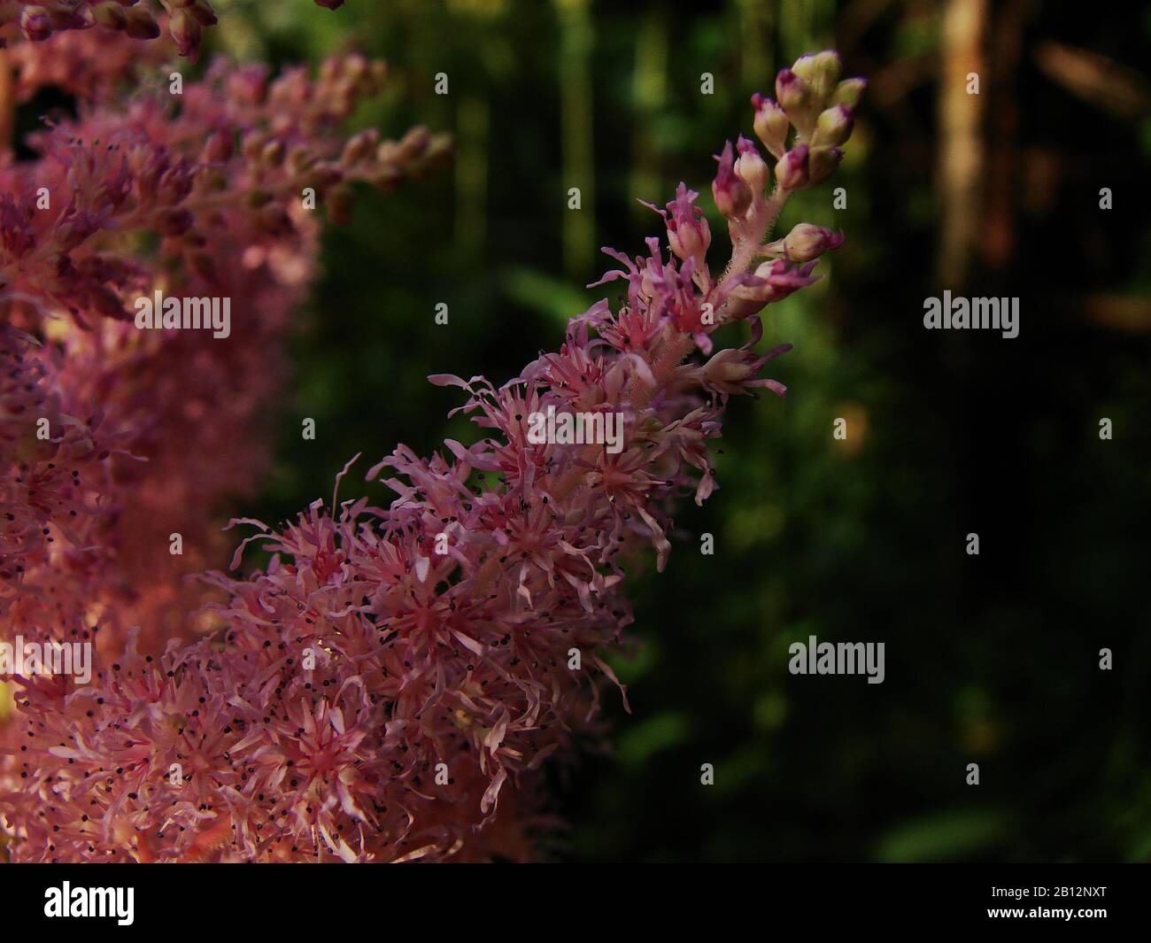 bright colors of summer flowers in the garden Stock Photo - Alamy