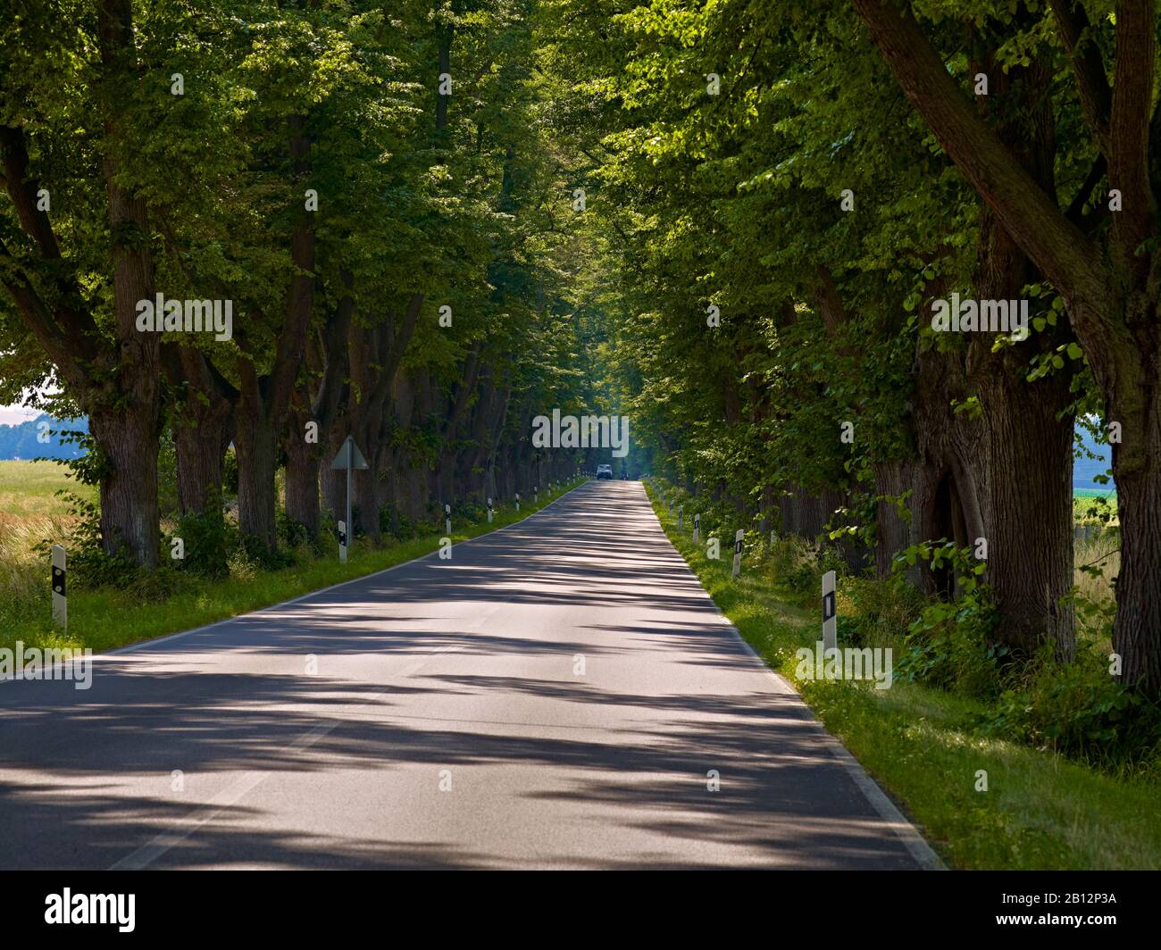 Lime alley between Berkholz and Gollmitz,Brandenburg,Germany Stock ...