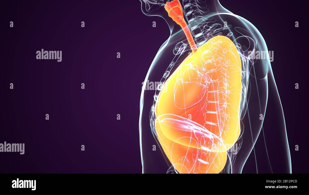 3d render of human digestive system Stock Photo - Alamy