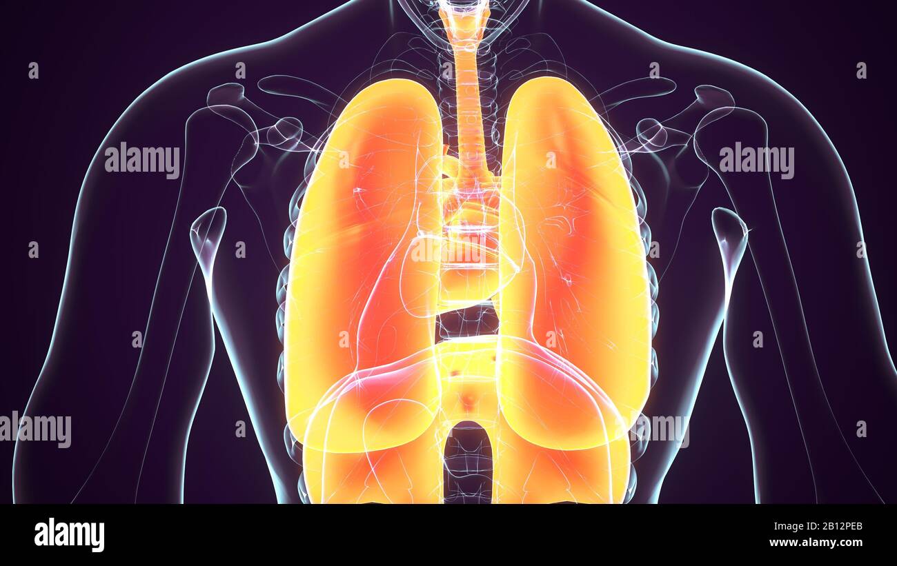 3d render of human digestive system Stock Photo - Alamy