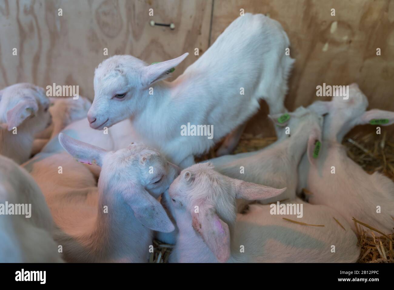 The most adorable and cutest little new born baby lambs. only a vew ...