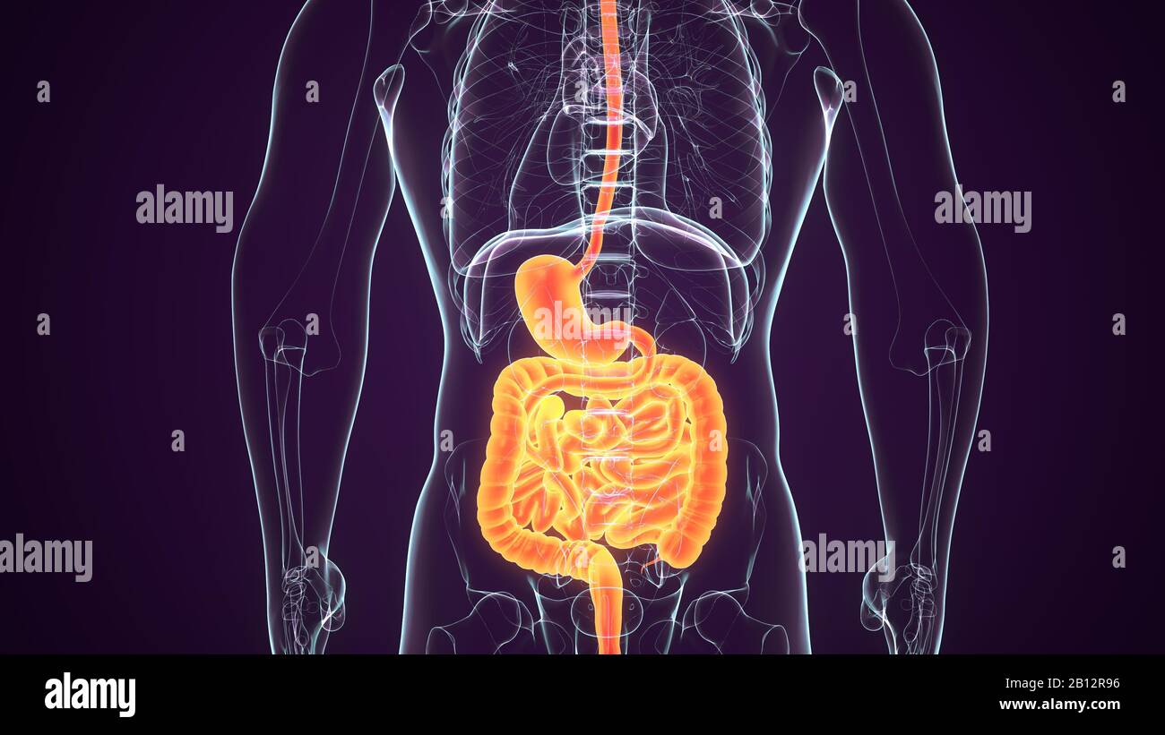 3d render of human digestive system Stock Photo - Alamy