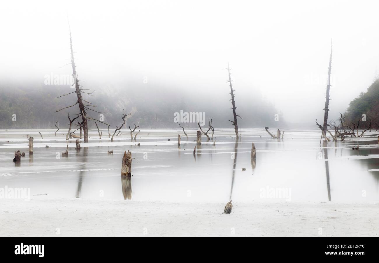 Ancient trees. Tibetan plateau Stock Photo - Alamy