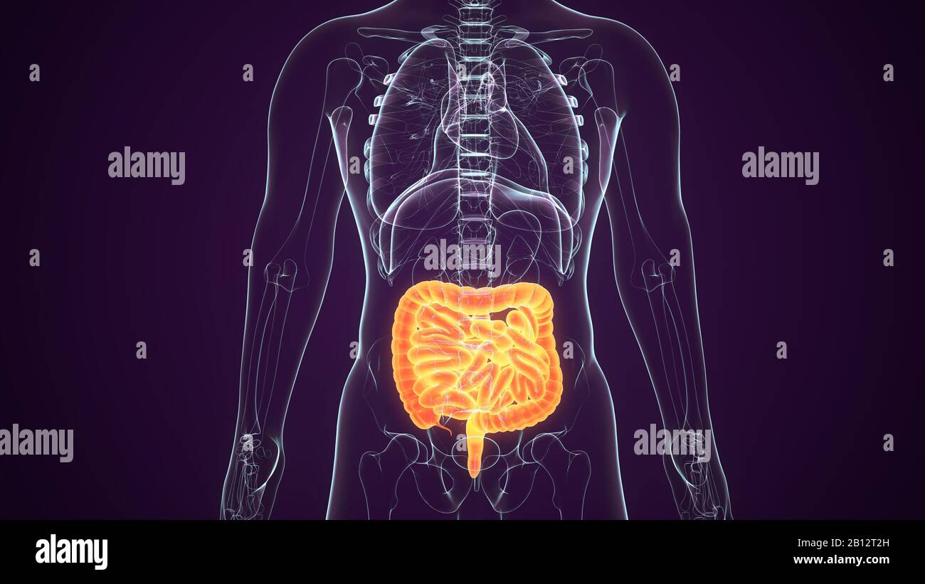 3d render of human digestive system Stock Photo - Alamy