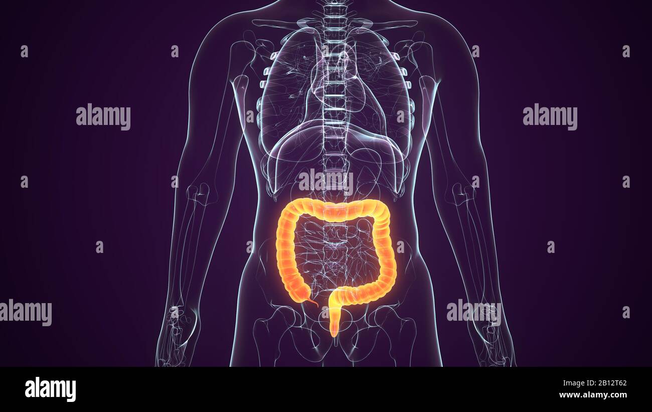 3d render of human digestive system Stock Photo - Alamy