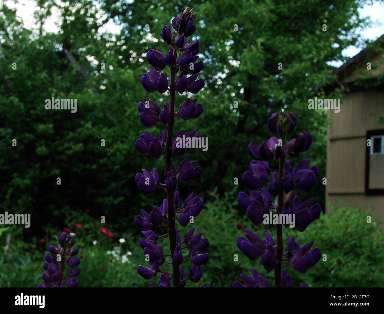 bright colors of summer flowers in the garden Stock Photo - Alamy